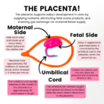 Discover the Fascinating Functions of the Accessory Placenta ...
