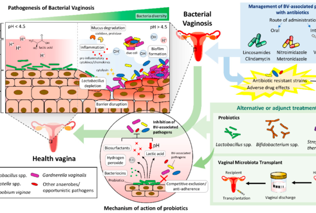 Hymen Intactus: Unveiling the Myth Behind Virginity & Feminine Anatomy - JiangRuoan.com