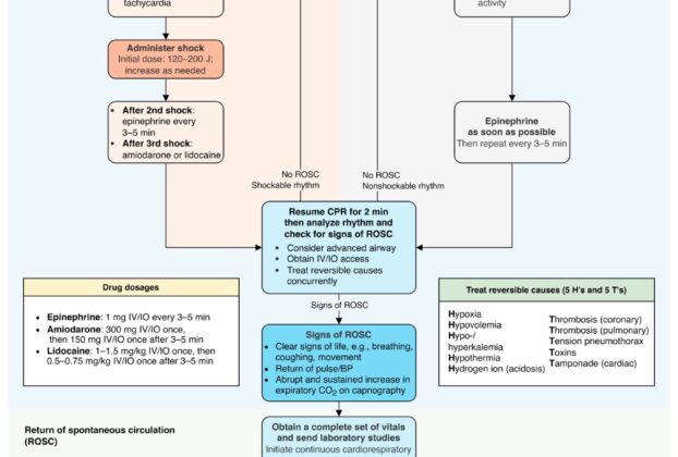 The Left Mentoanterior Position: Understanding Fetal Presentation ...